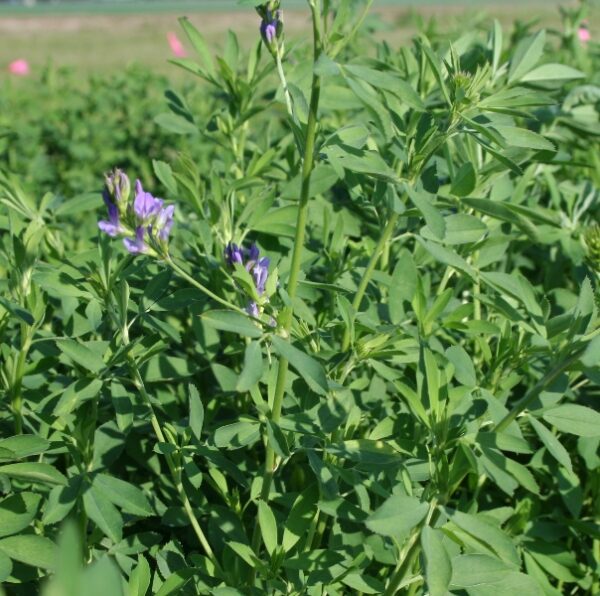 TOP SECRETS BENEFITS OF Alfalfa LEAF - Health GadgetsNG