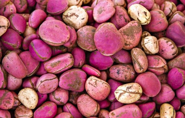 POTENTIAL HEALTH BENEFIT OF KOLA NUT - Health GadgetsNG