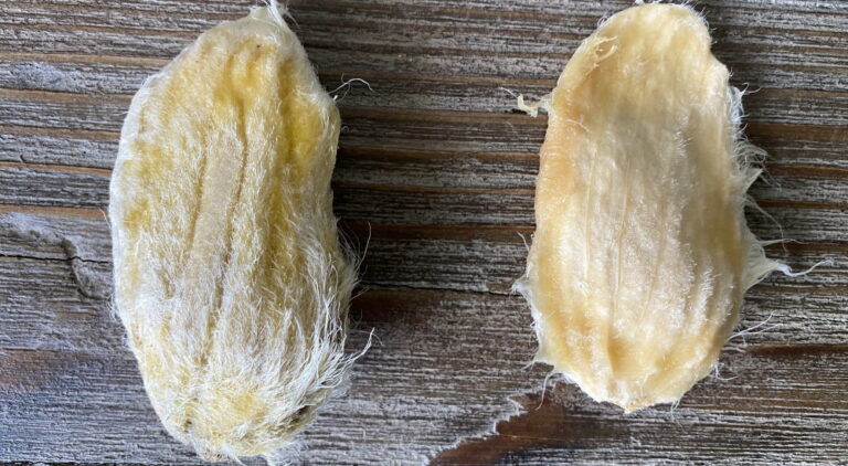 6 AMAZING HEALTH BENEFITS OF THE MANGO KERNAL (GUTLI) - Health GadgetsNG