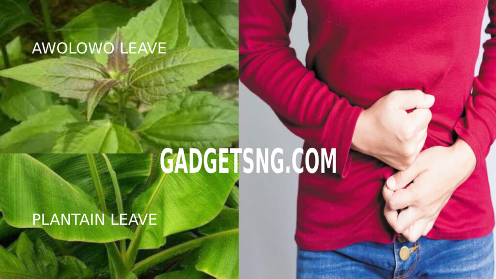 AWOLOWO LEAF: BEST HOME REMEDY FOR FIBROID AND BLEEDING - Health GadgetsNG