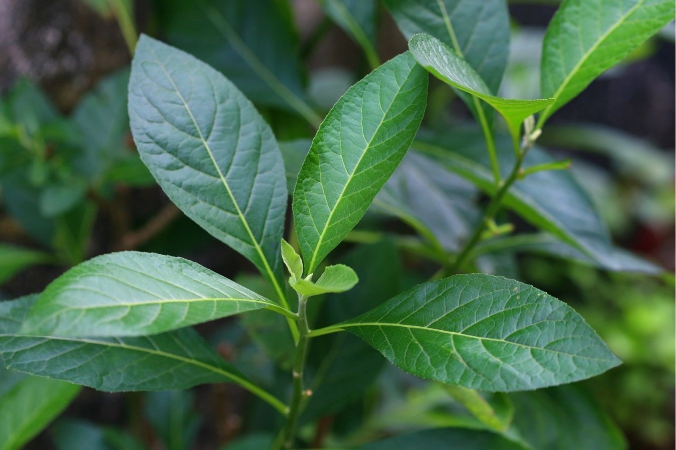 NATURAL WAYS OF CURING DIFFERENT USING BITTER LEAF Health GadgetsNG NATURAL WAYS OF CURING DIFFERENT USING BITTER LEAF Health GadgetsNG
