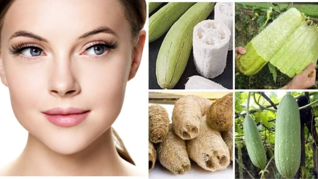 UNBELIEVABLE HEALTH BENEFITS OF VEGETABLE SPONGE (LUFFA CYLINDRICA ...